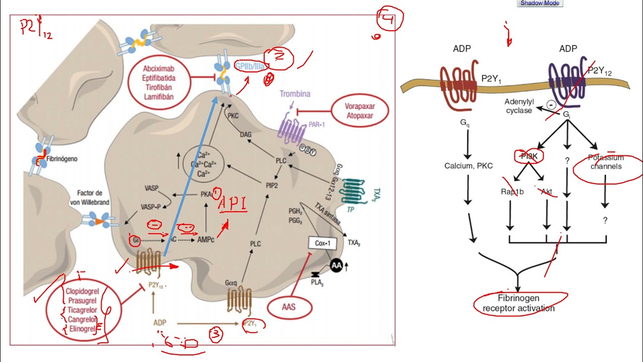 12.02.07 Drugs acting on the P2Y12 receptor