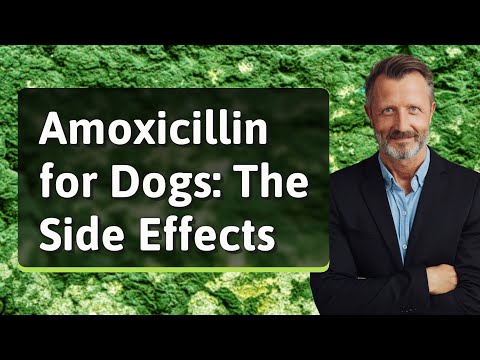 Amoxicillin for Dogs: The Side Effects