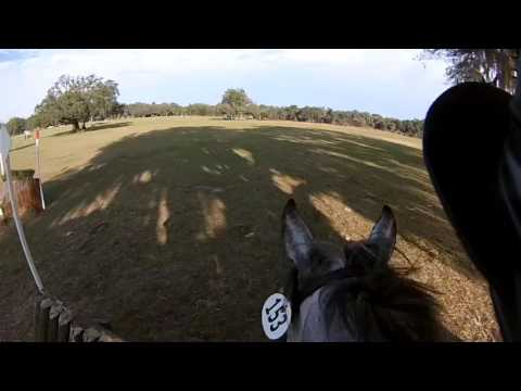 Mustang Cam! Hwin does Rocking Horse – Elisa Wallace Eventing