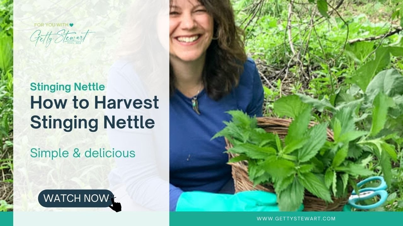 How to Harvest Stinging Nettle without getting Stung!