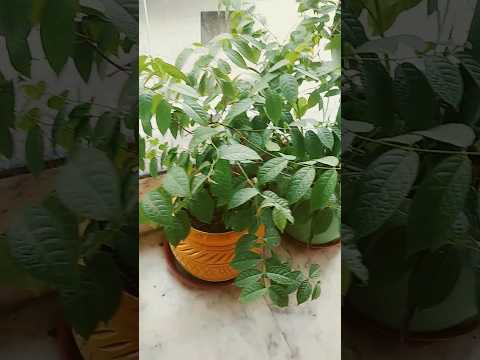 Beautiful #music #song plants ☘️🤩🤩🤩🤩 ( jain dhaba)