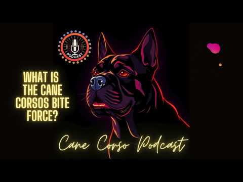 The Power of a Bite: What Is The Cane Corso Bite Force?