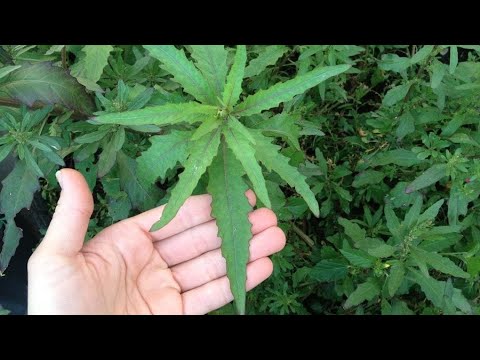 Epazote Pasote Herb Magical Uses