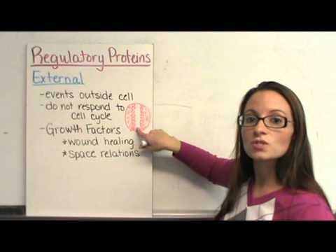 Regulating the Cell Cycle
