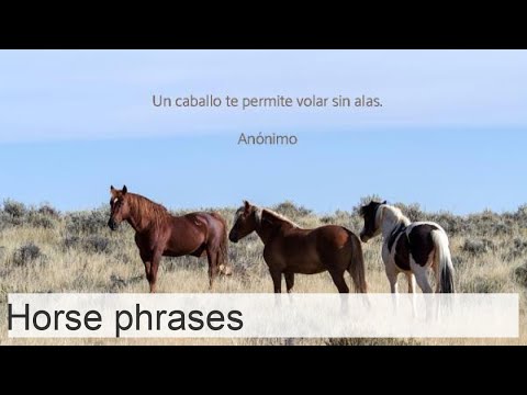 Horse phrases - More than 50 ideas to inspire you!