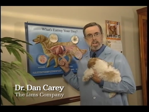 The Dangers of Parasites in Dogs