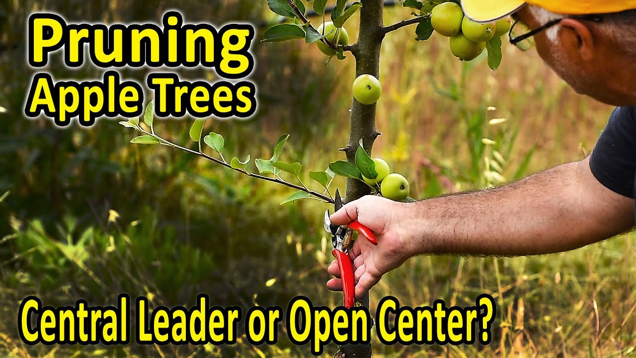 Training and Pruning Apple Trees – Central Leader or Open Center? | Pruning Fruit Trees