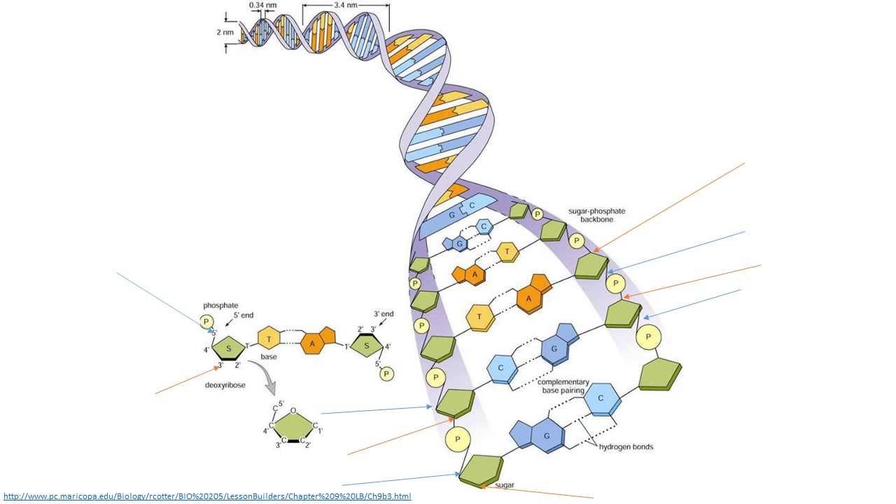 DNA structure and the Reverse Complement operation