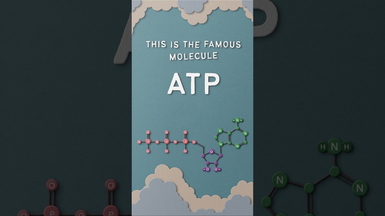 Meet the molecule ATP