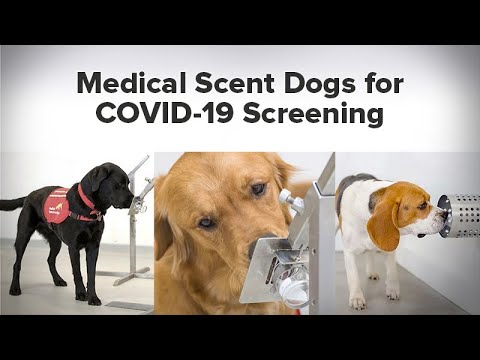 Toward the Use of Medical Scent Dogs for COVID-19 Screening