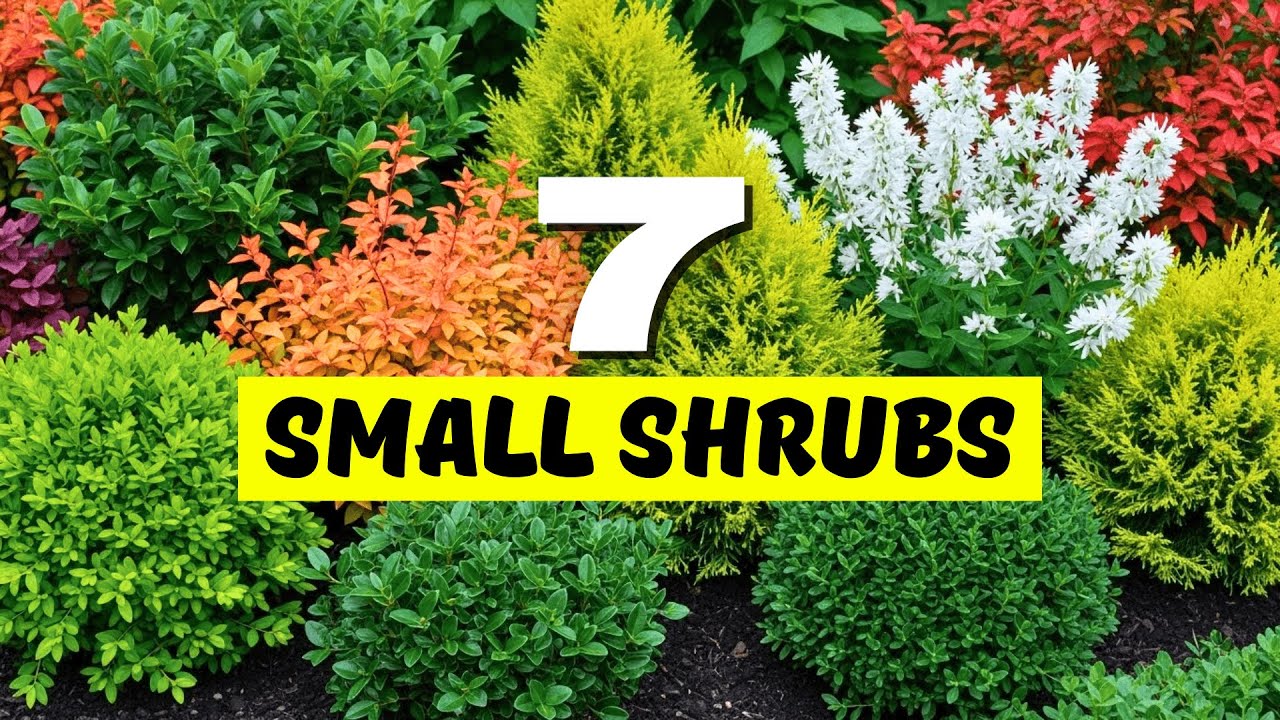 Small-Space Shrubs That NEVER Take Over 😍 | 7 Easy, Compact Picks