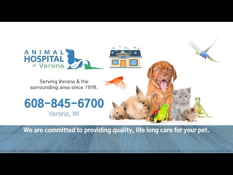 Animal Hospital of Verona