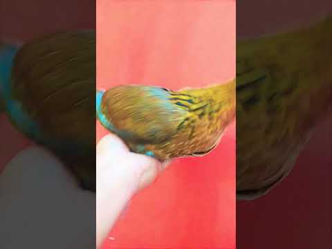 jungle fowl wild chicken