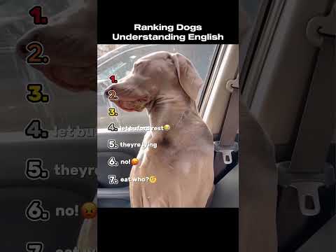 When Dog Understanding English