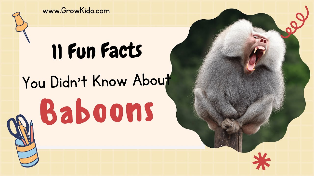 11 (New) Baboon Facts You Didn't Know [Must Check #5]