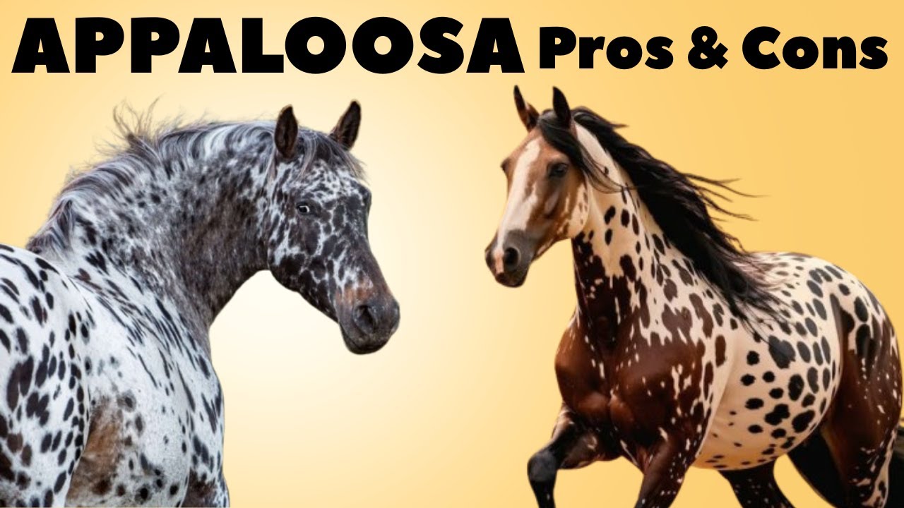 Appaloosa Horse Pro & Cons