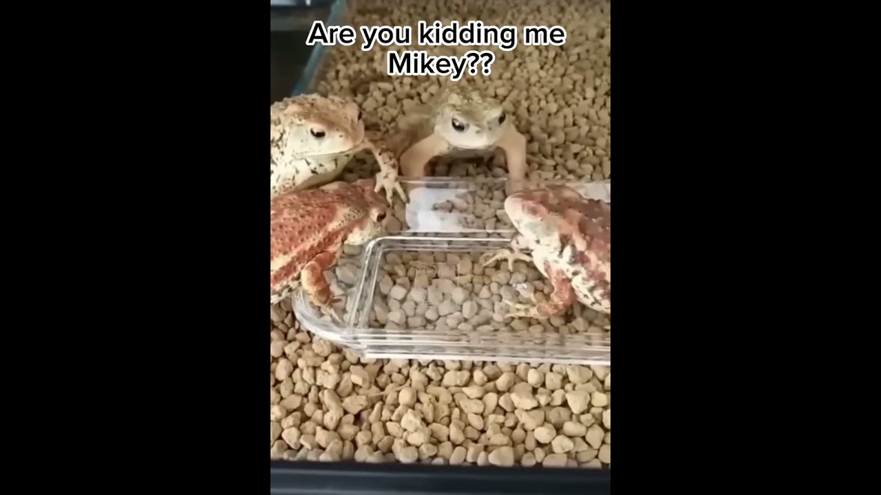 PBT #6 - Angry Frog #reels  #shorts  #funny