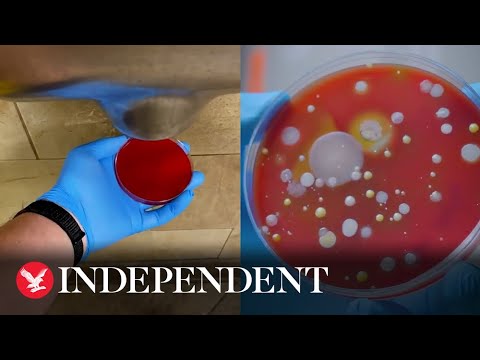 Experiment shows disgusting bacteria harboured by hand dryers