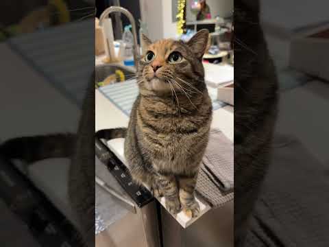 Miss perpetual airplane ears #shorts #viral #trending #cats #cat #cute #funny #love