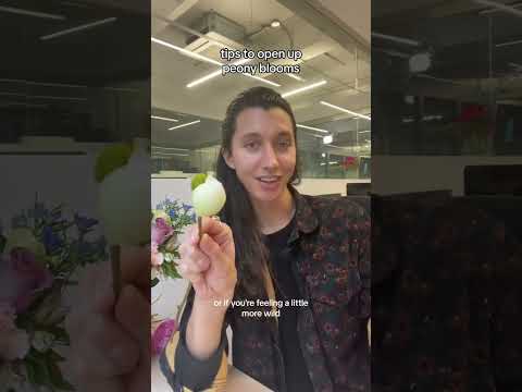 Tips to Open Peonies