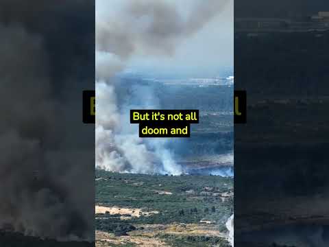 What is Forest Fire?