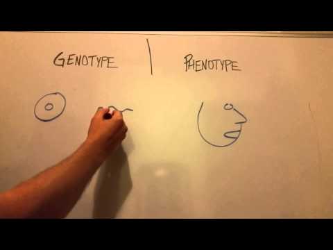Genotype Vs Phenotype