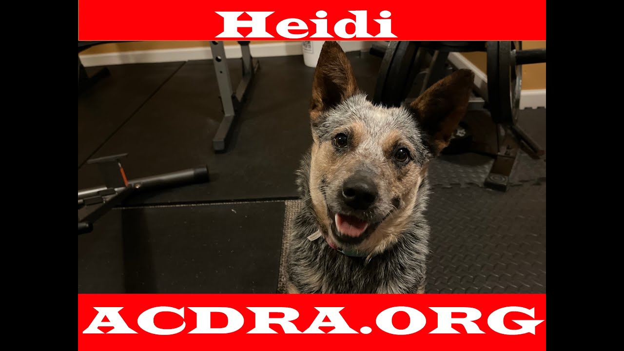 Heidi ACDRA--ADOPTED!