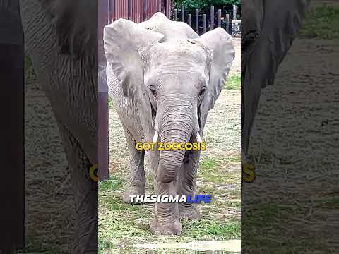 The SAD LIFE of ZOO ANIMALS - Joe Rogan