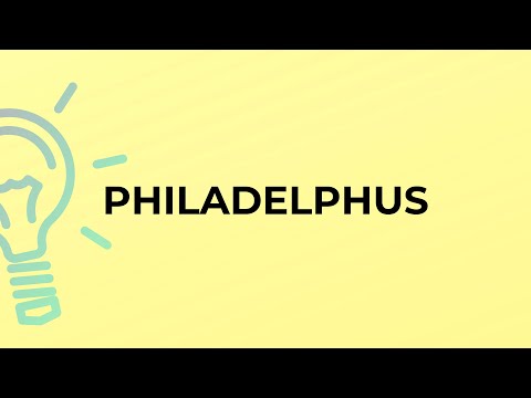 What is the meaning of the word PHILADELPHUS?