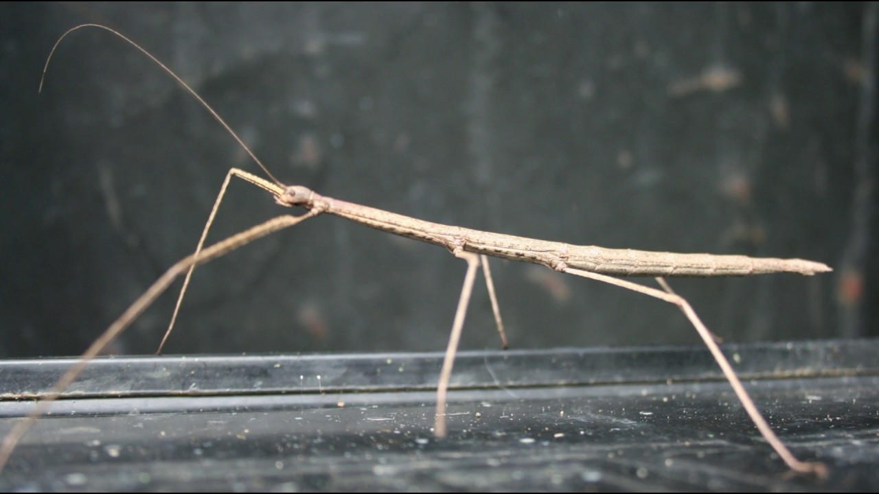 EVERYTHING you need to know about The Stick bug (ROBLOX BEE SWARM SIMULATOR)