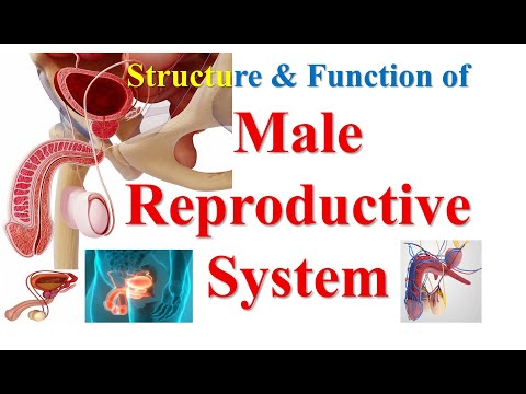 Structure and function of Male Reproductive System #malereproductivesystem #medical #pharmacy #notes