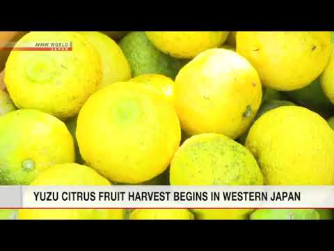 Yuzu citrus fruit harvest begins in western Japan