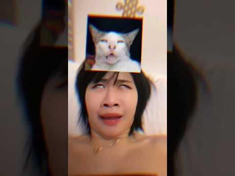 Cat meme face π€ #shorts