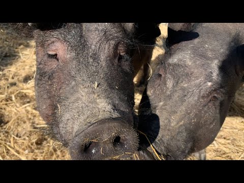 Neuralink Elon Musk: Why Is Neuralink Testing on Pigs?