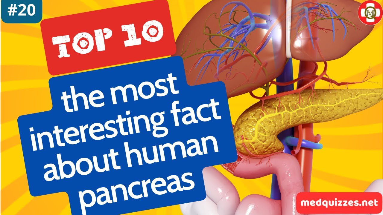 #20. The Ultimate Quiz Challenge: Test Your Knowledge on Human Pancreas Facts