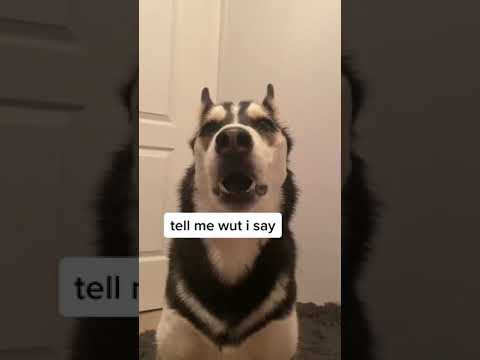 My HUSKY Said The F WORD!