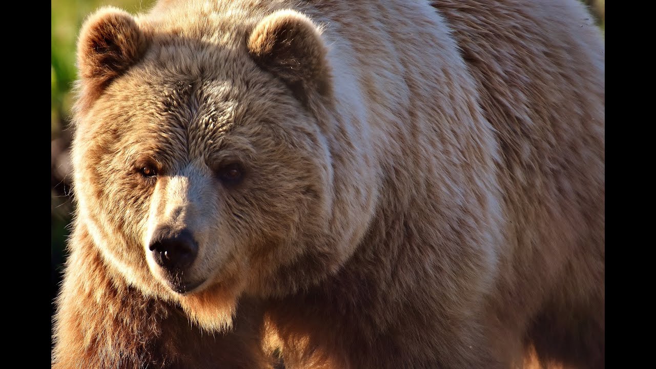 Oso Pardo - brown bears por José Manuel | Vídeo | Turismo de Observación