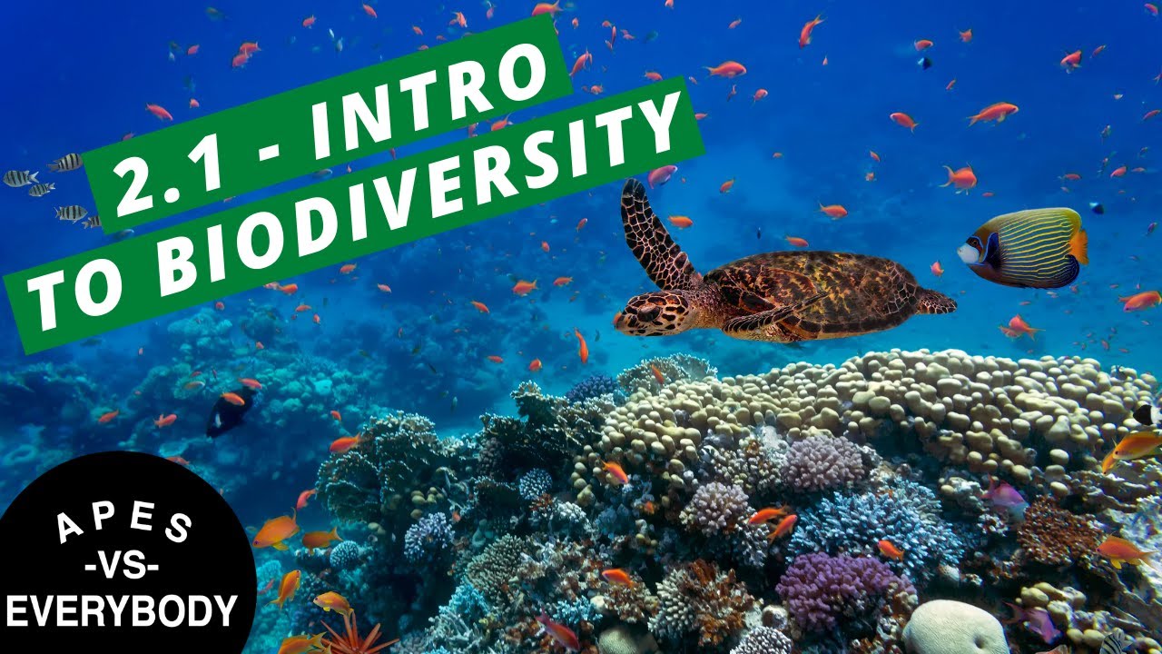 Understanding Biodiversity: Levels and Importance in Ecosystems | Galaxy.ai