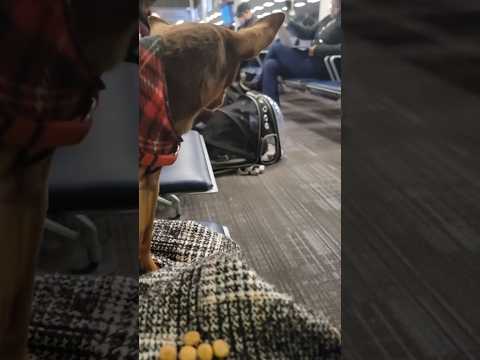 Airport ❤️ connection