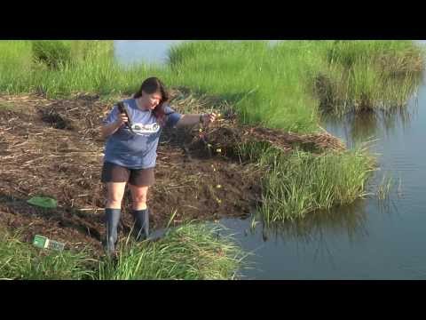 Measuring Oxygen and Salinity in Folgers Marsh: Away from Ocean
