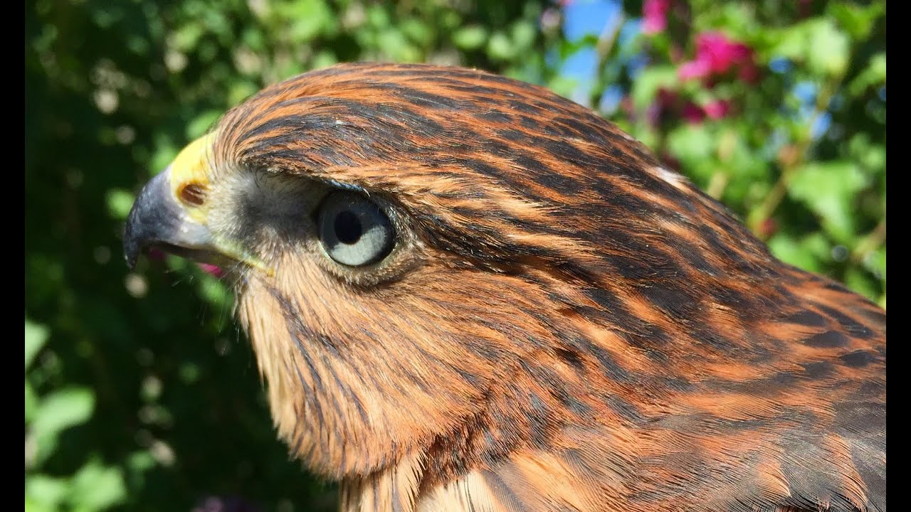 Falconry: Coopers Hawk introduction