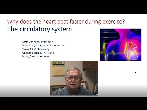 WHY DOES OUR HEART RATE INCREASE WHEN WE EXERCISE? – My Science Journey ...