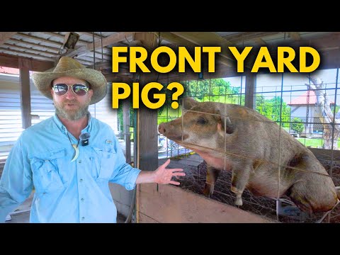 How to Raise Pigs in a Small Space: No Smell Pig Pen