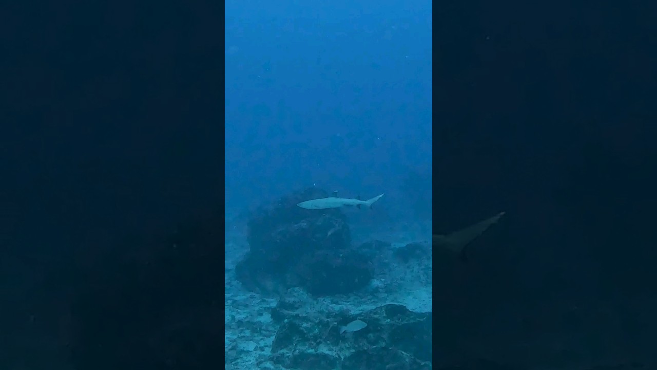 DL#8: P2-Afternoon Dive