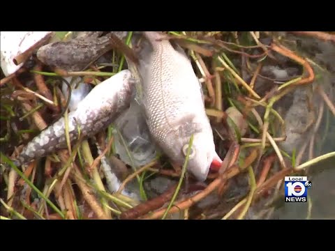 Florida Department of Environmental Protection investigates fish kill