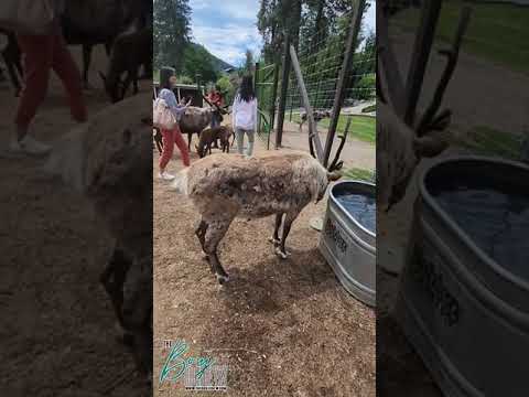 Leavenworth Reindeer Farm || Leavenworth, Washington