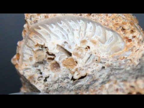 Cephalopod Fossil Filled With Agate