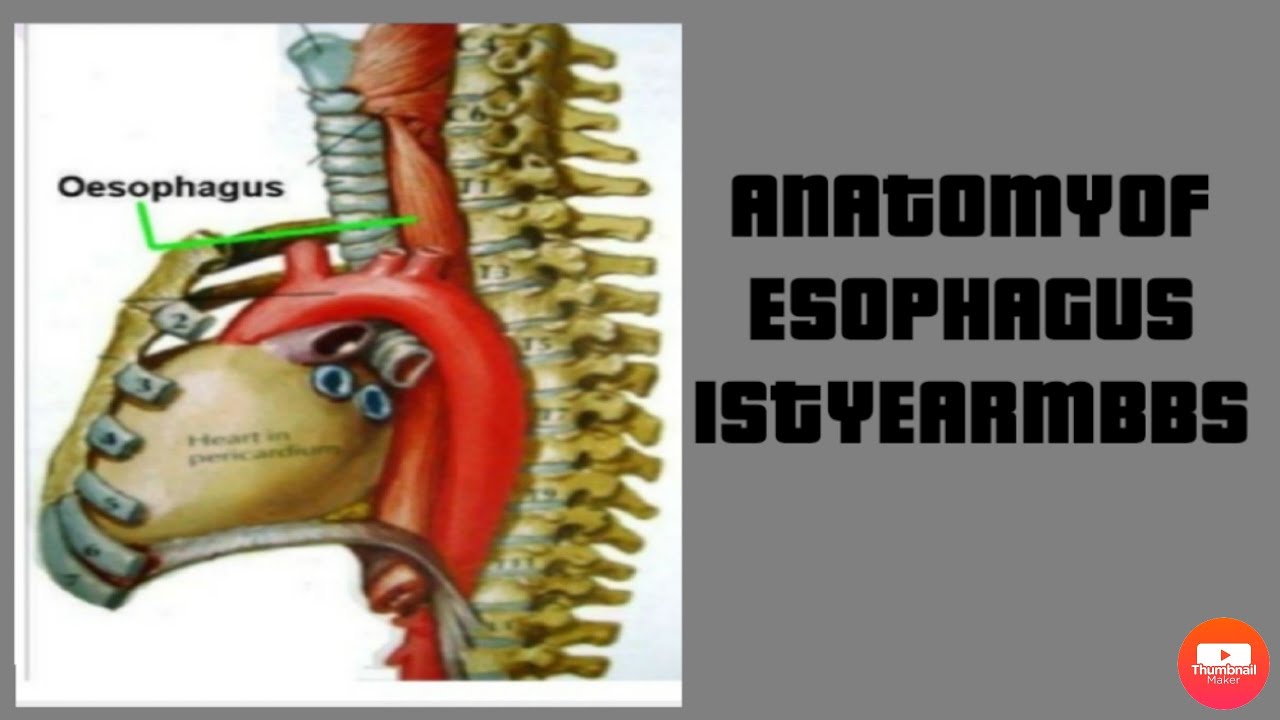 Anatomy of oesophagus ..3d model and ppt