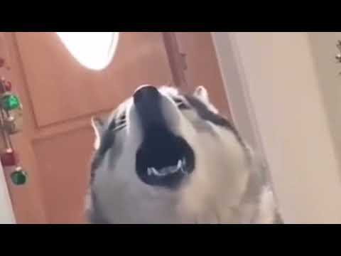 Steam Community :: Video :: Awoooo