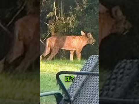 Texas Woman Photographs 'Mystery Creature' in Backyard #Chupacabra #Cryptid #Cryptozoology